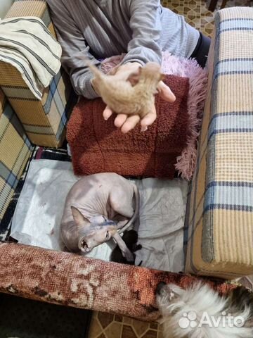 Донской сфинкс котята