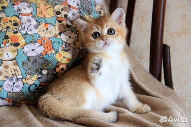 Астон - золотистый затушеванный малыш