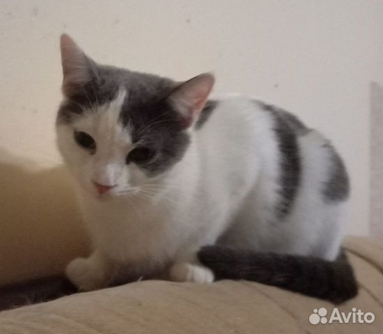 Кошка в приюте