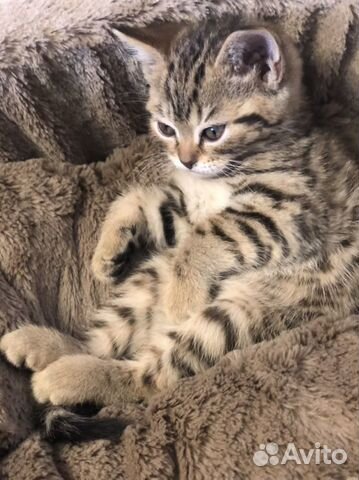 Котик