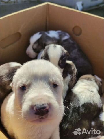 Кавказский волкодав