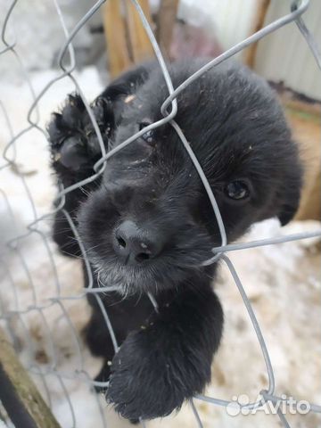 Метис Дратхаара в добрые руки