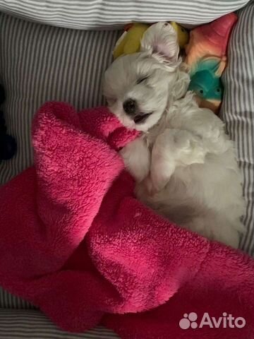 Собака мальтезе