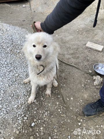 Собака породы самоед