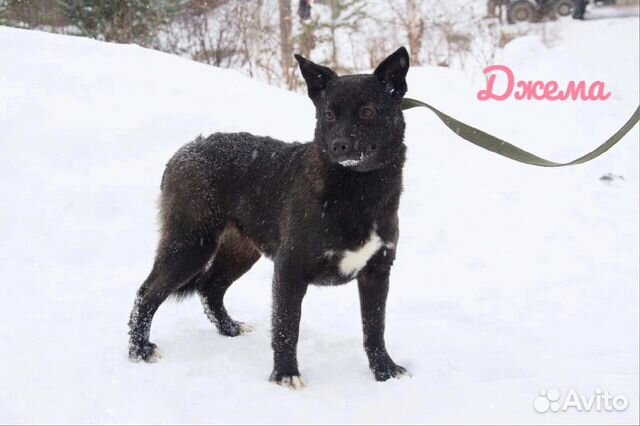 Собачка Джема ждет хозяев