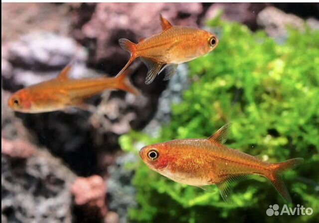 Рыба Тетра Аманда