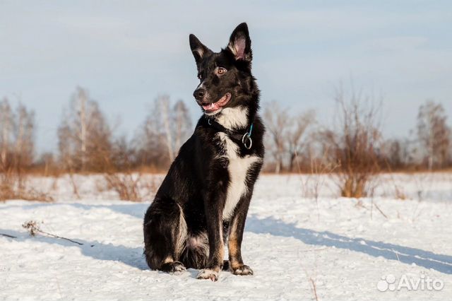 Марсель ищет дом и семью