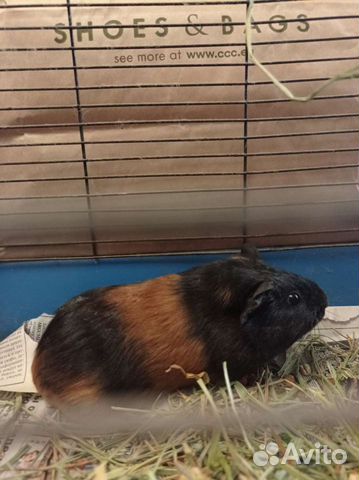 Морская свинка