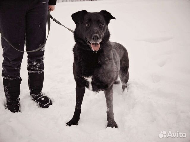 Статная и благородная собака Герда ищет дом