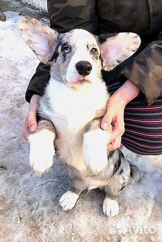 Вельш-корги кардиган щенки