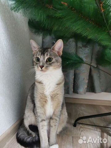 Кассандра