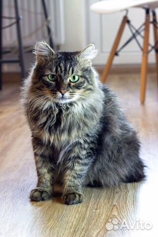 Норвежская лесная