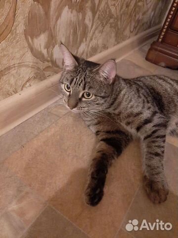 Тигран в поисках дома