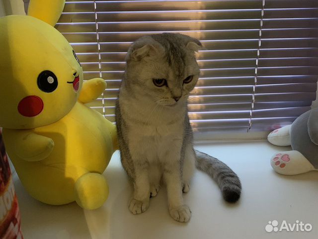 Шотландская вислоухая кошка