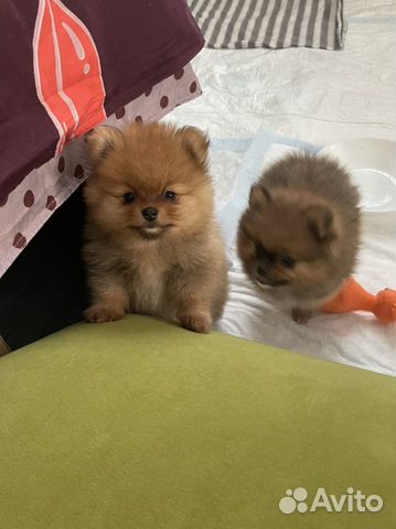 Шпиц малый немецкий (тип лисичка)