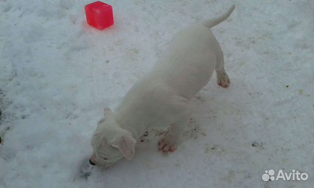 Американский бульдог щенки