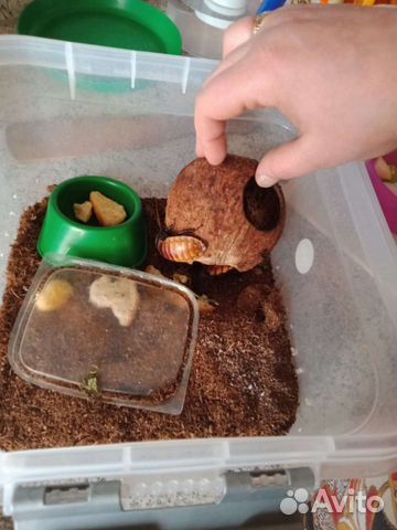 Мадагаскарские тараканы