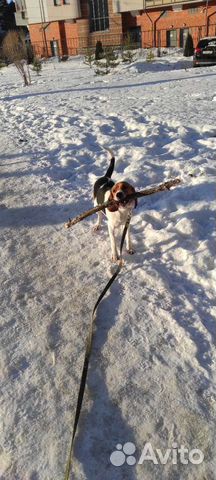 Собака в добрые руки бигль эстонская гончая