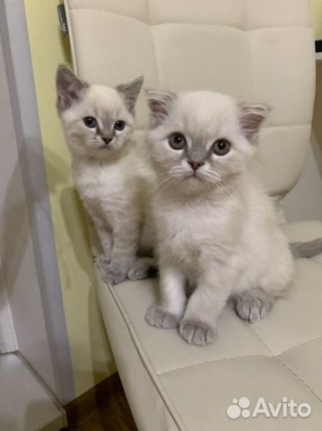 Шотландские вислоухие котята