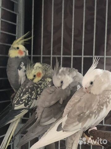 Кореллы ручные