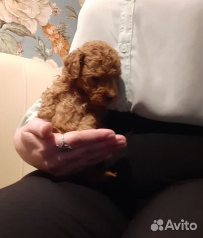 Мальтипу собачки в карман влезет Мини вес рост