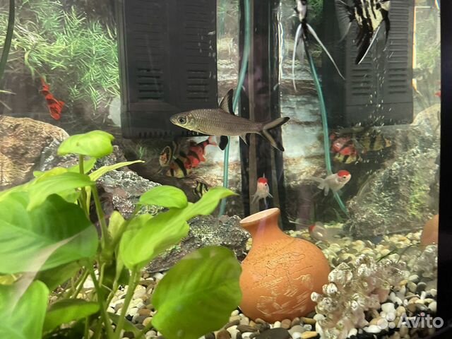 Аквариумные рыбки бесплатно