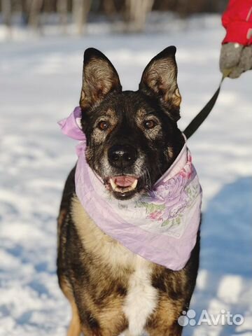 Блюз остался без зубов но верит, что его спасут