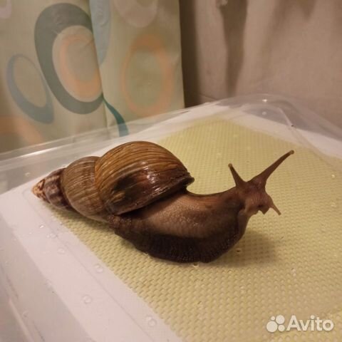 Улитки ахатины