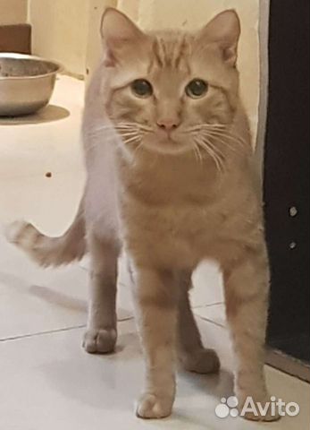 Кот Рыжик в дар