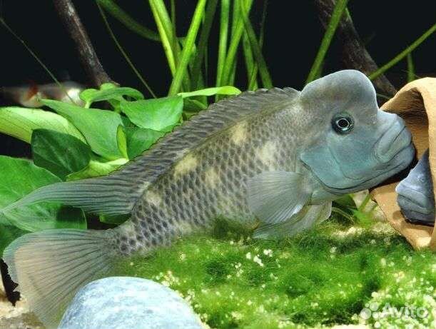 Львиноголовая цихлида(Steatocranus Casuaris)