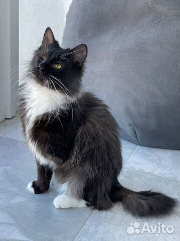 Особенный котик Флинт