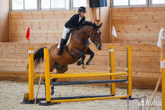 Высокая голштинская кобыла