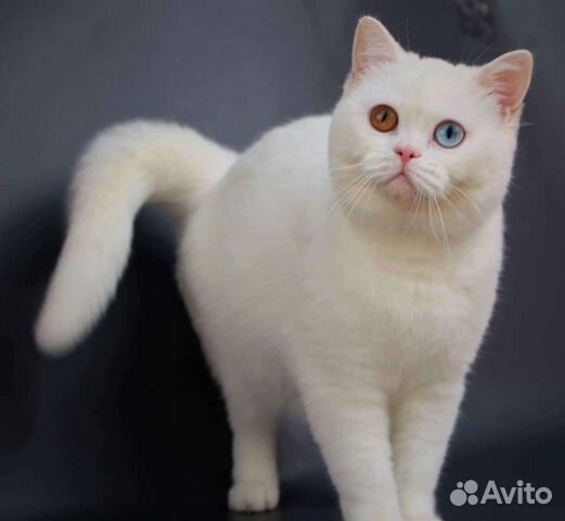 Британская кошечка