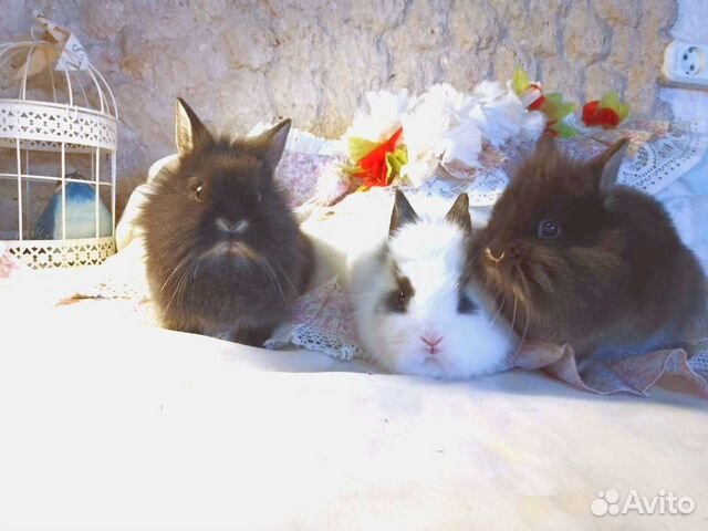 Карликовые крольчата