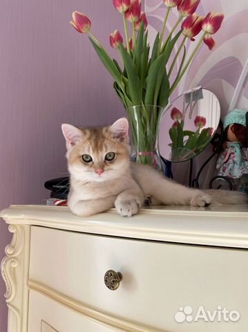 Британский котёнок золотая шиншилла