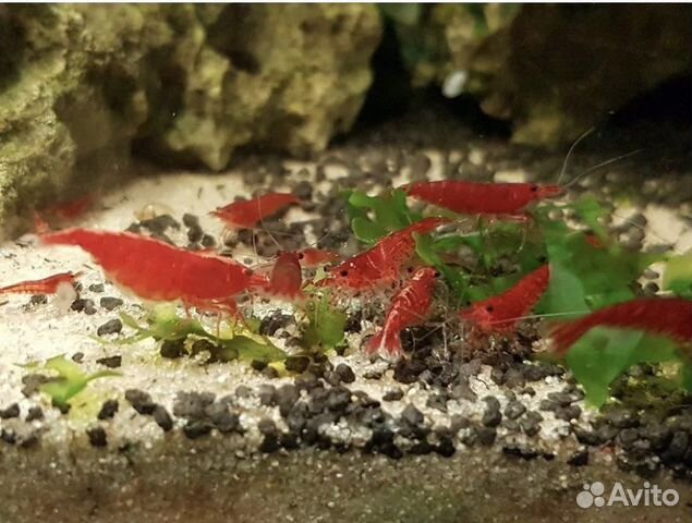 Креветки вишня и растения бесплатно