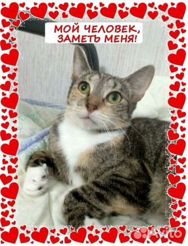 Кошечка Гвоздика