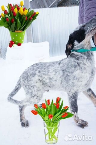 Щенок 9 мес.им грозит опасность