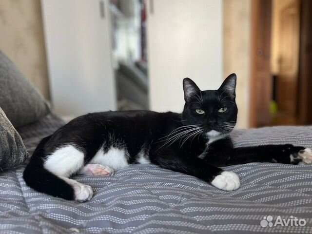 Котик Маркиз 1,5 года
