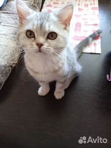 Котенок британка