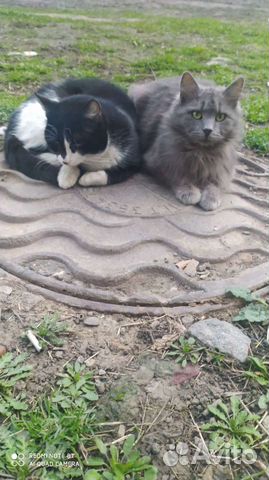Коты