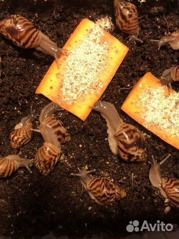 Улитки ахатины ретикулята