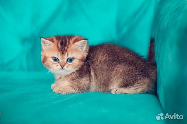 Котята золотая шиншилла