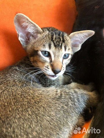 Ориентальные котята