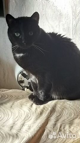 Кошка ищет дом (в добрые руки, бесплатно)