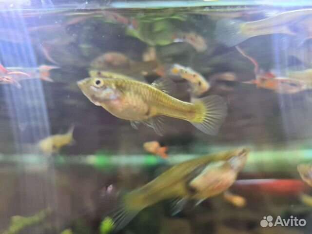 Рыбки гуппи