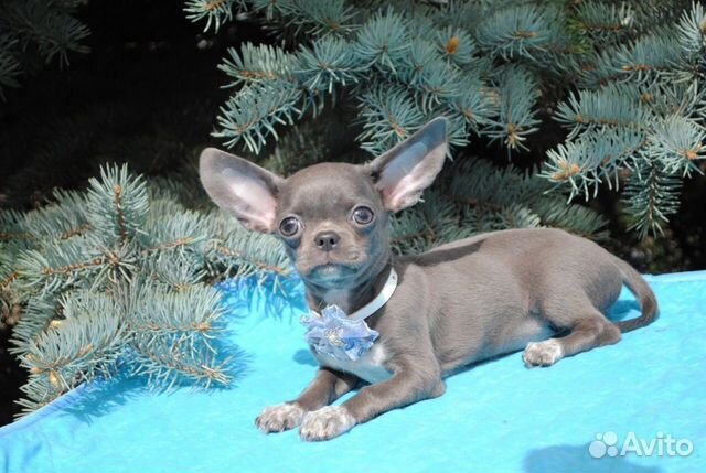 Продаётся девочка собака породы чихуахуа редкого г