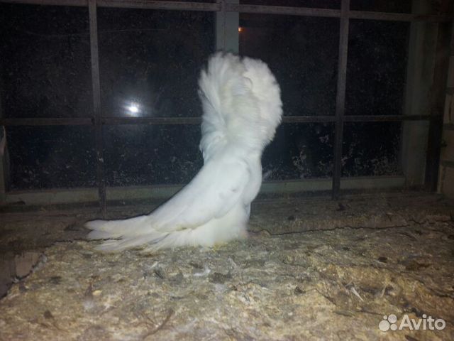 Голуби якобины