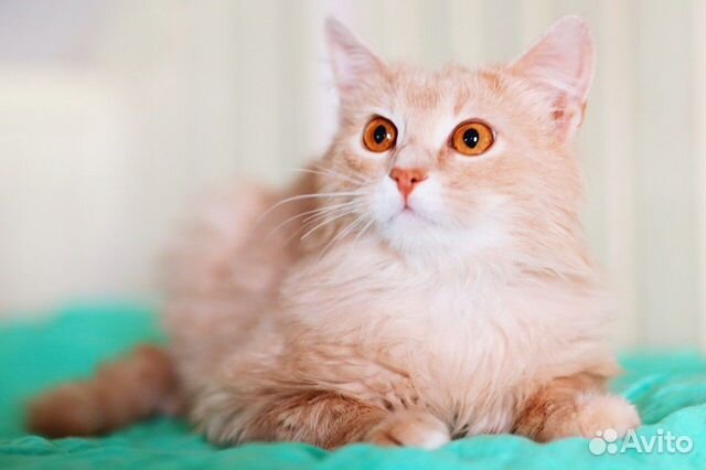 Ласковый персиковый Котик 7 мес