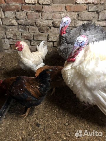 Индюки индюшата, домашняя птица